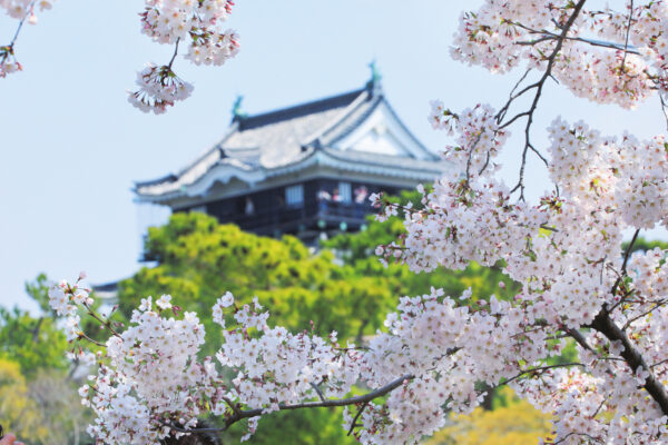 迷ったらココ！名古屋発の桜名所10選‼絶景も穴場も定番も2026春のお花見まとめ | NAGOYA.（ナゴヤドット）
